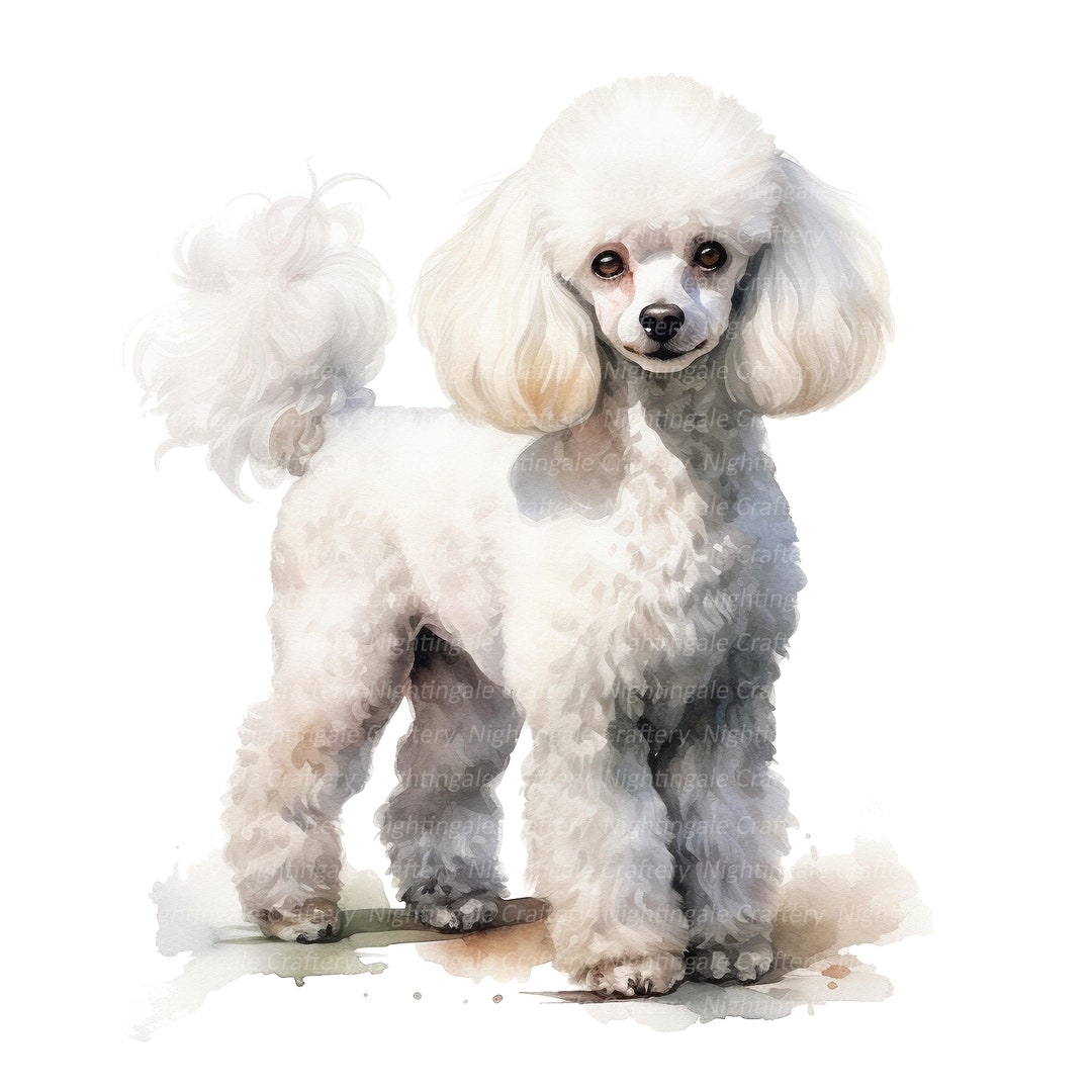 12 Poodle Clipart, Pudel Clipart, Printable Watercolor Clipart, High ...