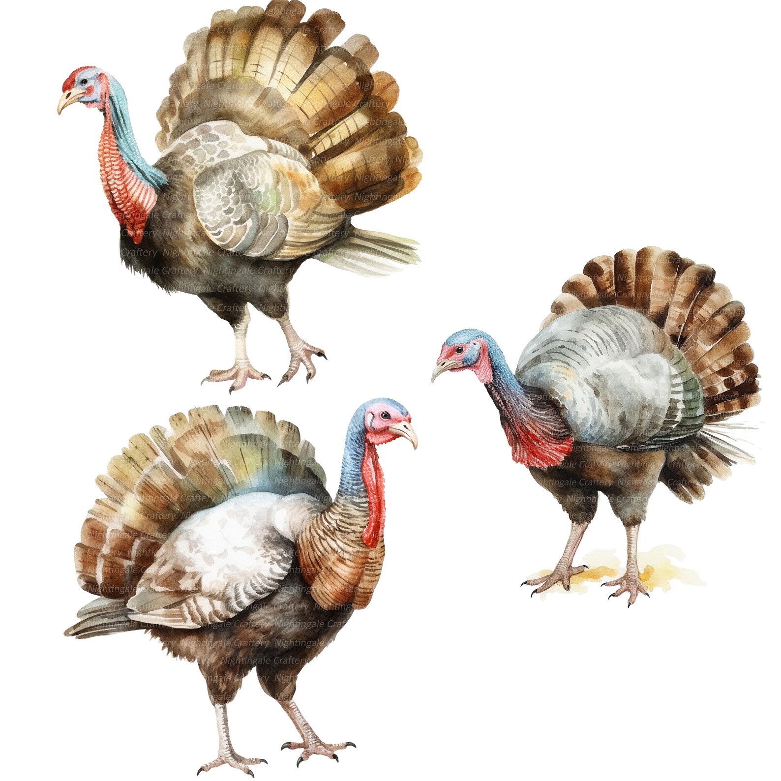 14 Turkey Clipart, Thanksgiving Clipart, Printable Watercolor Clipart ...