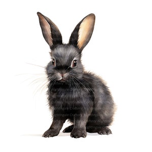 10 Black Bunny Clipart, Black Rabbit Clipart, Printable Watercolor ...