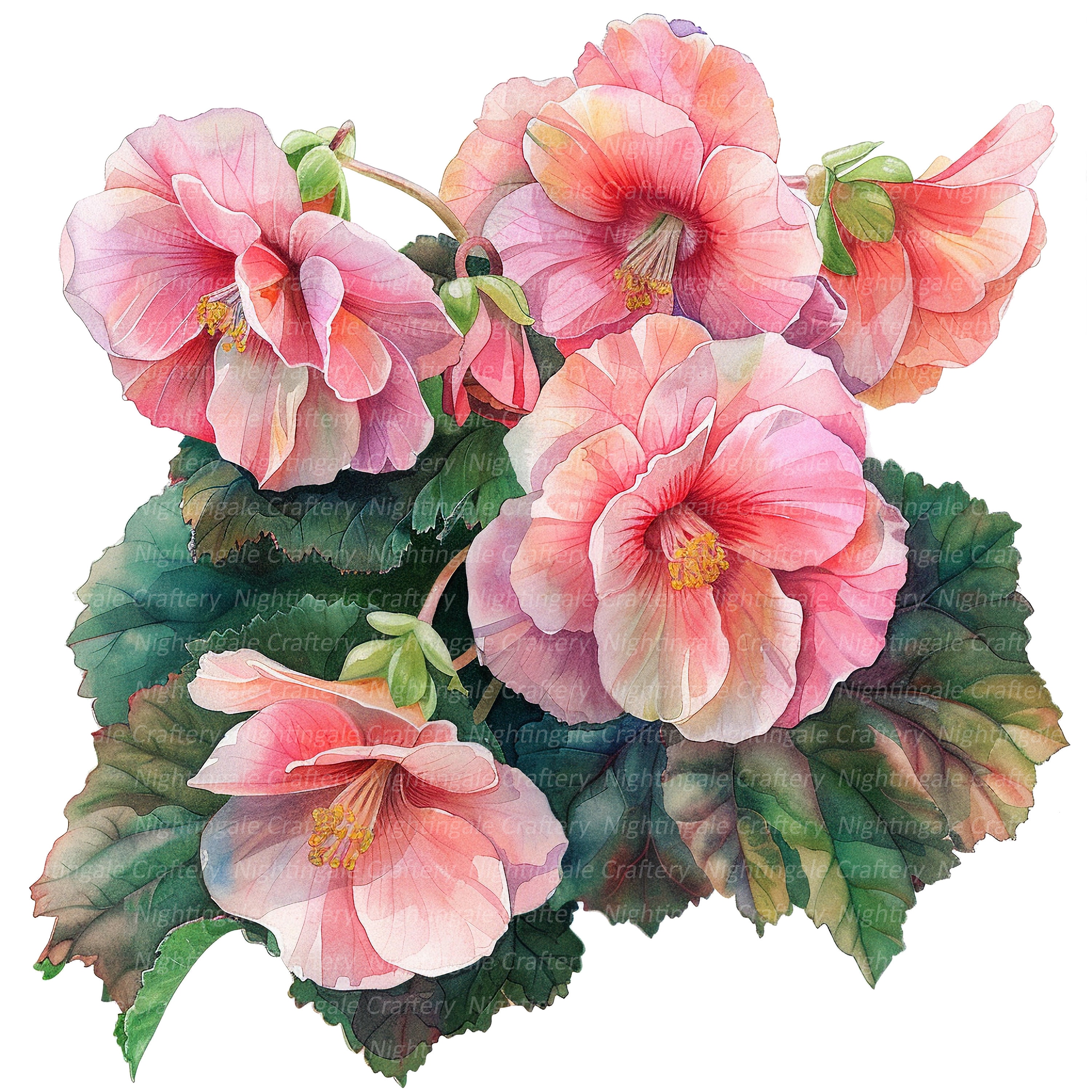 12 Begonia Flowers Clipart, Begonia Bouquet, Printable Watercolor ...