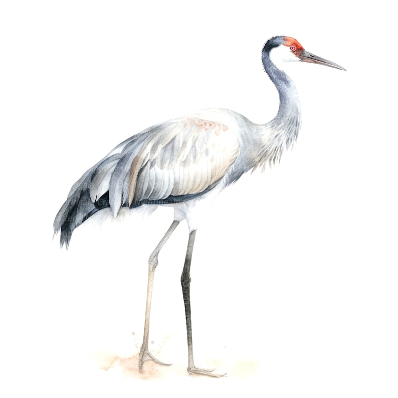 10 Kranich Vogel Clipart, Gruidae Clipart, druckbare Aquarell Clipart ...