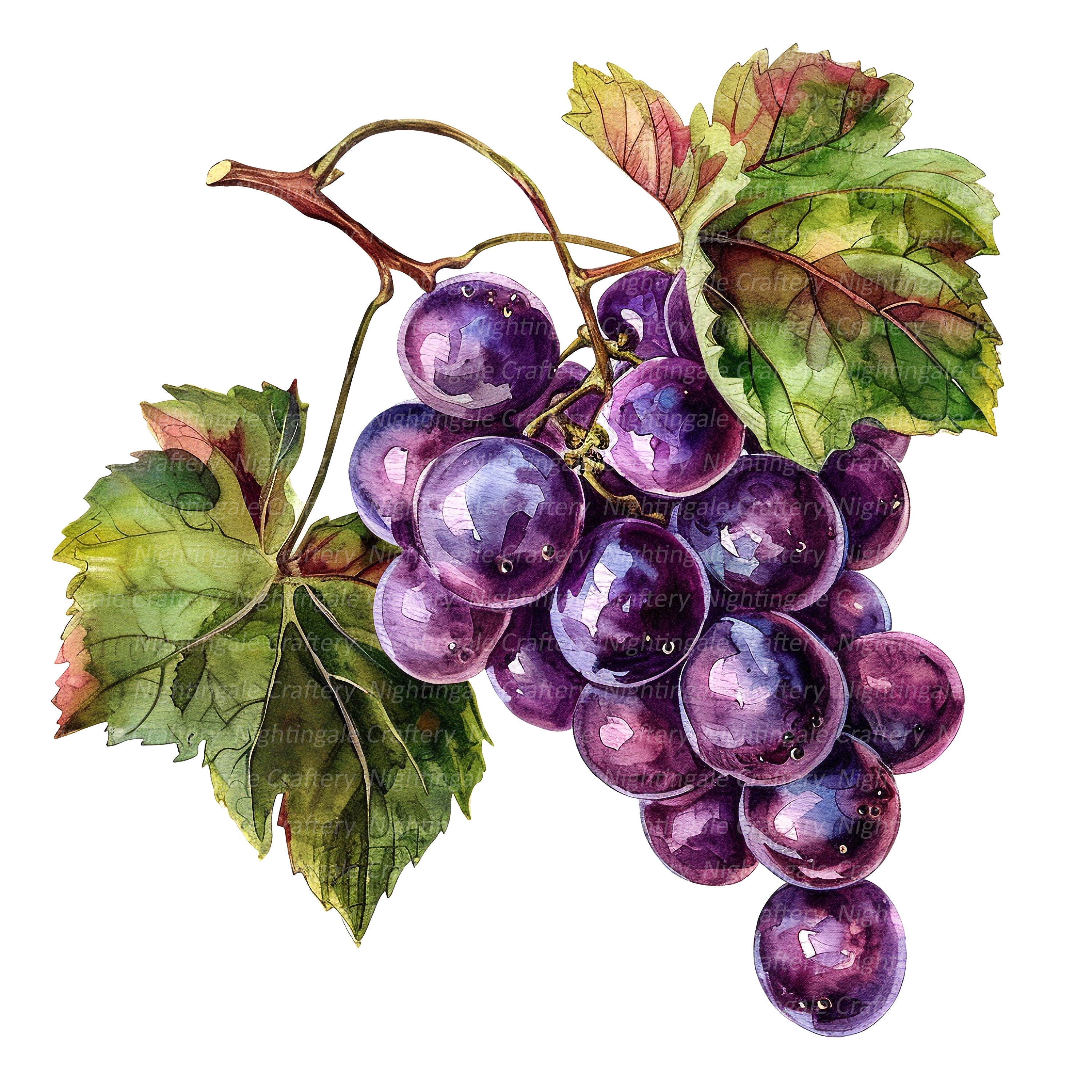 10 Bunch of Grapes Clipart, Bundle of Grapes, Printable Watercolor ...