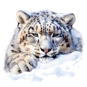 12 Snow Leopard Clipart, Printable Watercolor Clipart, 12 High Quality ...