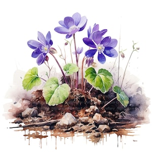 12 Hepatica Clipart, Spring Flowers Clipart, Printable Watercolor ...