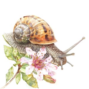 12 Snail Flower Clipart, Snail Illustration, Printable Watercolor ...