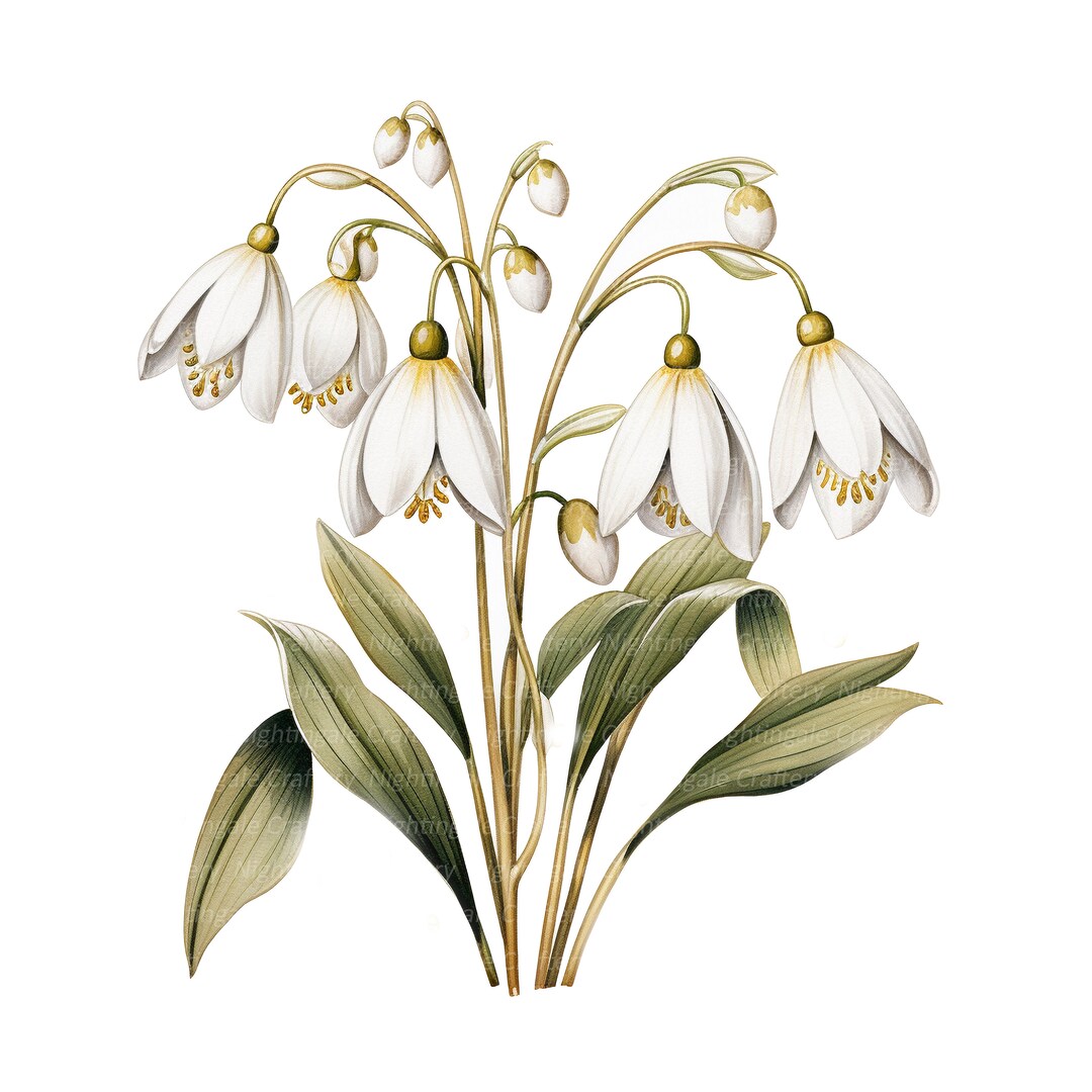 10 Snowdrops Bouquet Clipart Golden Theme Printable - Etsy