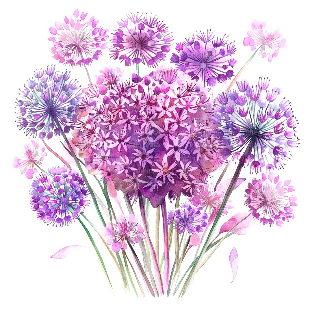 11 Allium Flowers Clipart, Allium Bouquet, Printable Watercolor Clipart ...