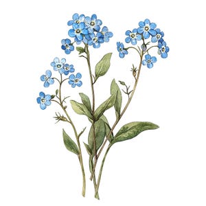 9 Forget Me Not Clipart Set 2, Forget-me-not, Printable Watercolor ...