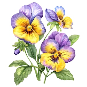 11 Pansy Clipart, Pansies Flowers, Printable Watercolor Clipart, High ...