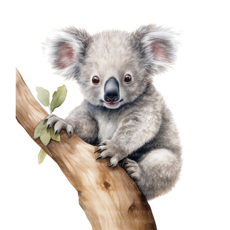10 Koala Baby Clipart, Koala Bear Clipart, Printable Watercolor Clipart ...