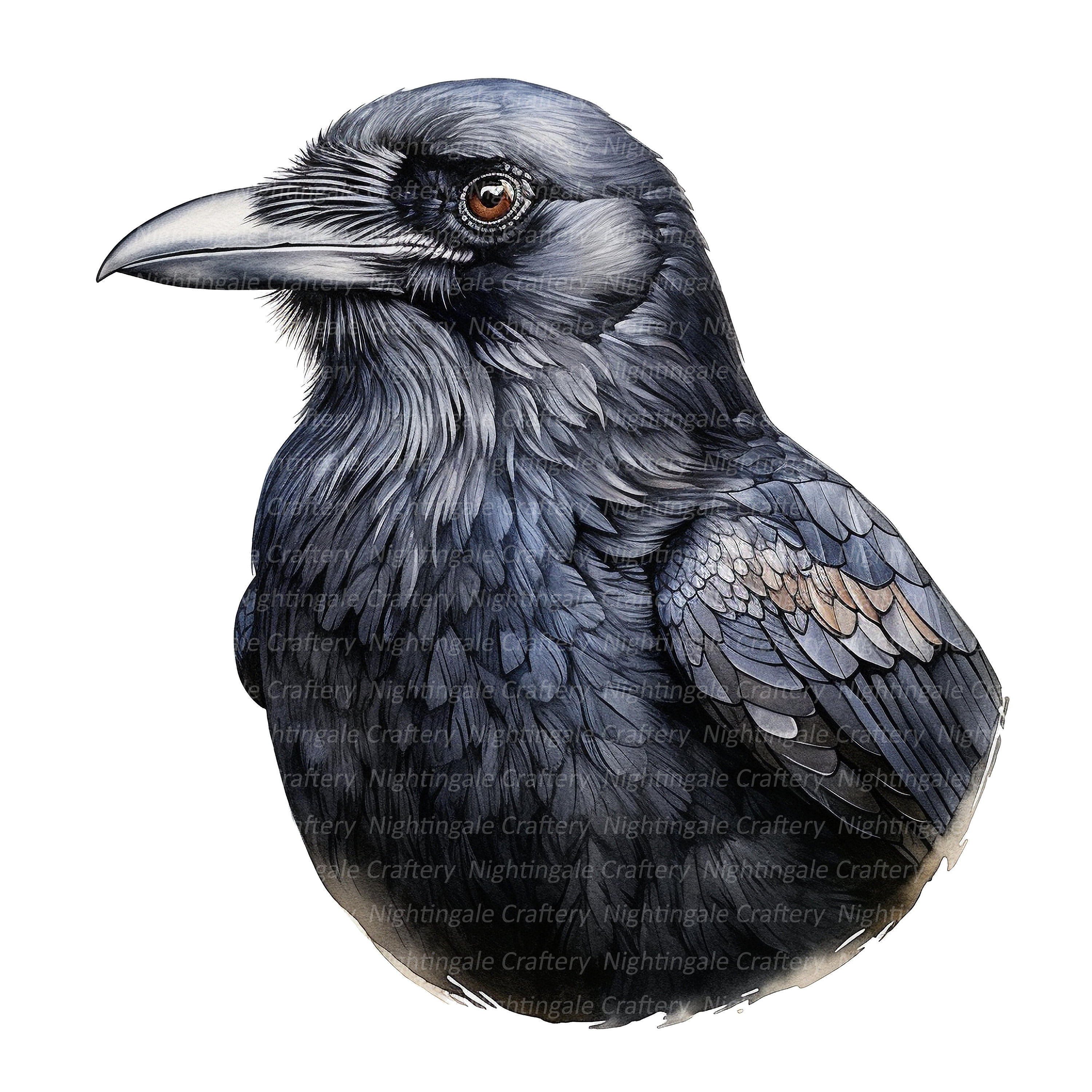 12 Common Raven Crow Clipart Crow Close Up Printable - Etsy