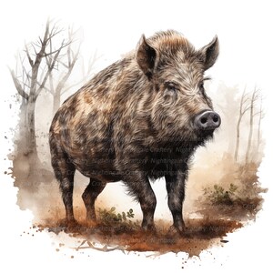 12 Wild Boar in Sunset Clipart, Printable Watercolor Clipart, High ...
