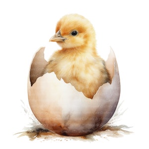 12 Chick Hatching Clipart, Egg Hatching, Printable Watercolor Clipart ...