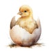 12 Chick Hatching Clipart, Egg Hatching, Printable Watercolor Clipart ...