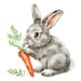 8 Bunny With Carrot Clipart, Cartoon Bunny, Printable Watercolor ...