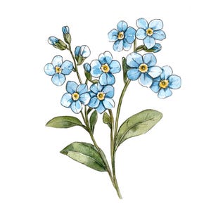 9 Forget Me Not Clipart Set 2, Forget-me-not, Printable Watercolor ...