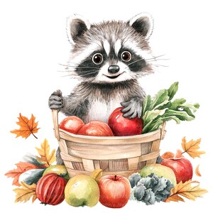 12 Harvest Raccoon Clipart, Thanksgiving Clipart, Printable Watercolor ...