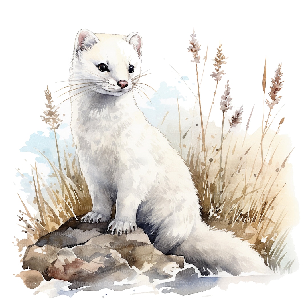 11 Ermine Clipart, White Ermine, Printable Watercolor Clipart, High ...