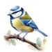 8 Blue Tit Bird Clipart, Eurasian Blue Tit, Printable Watercolor ...
