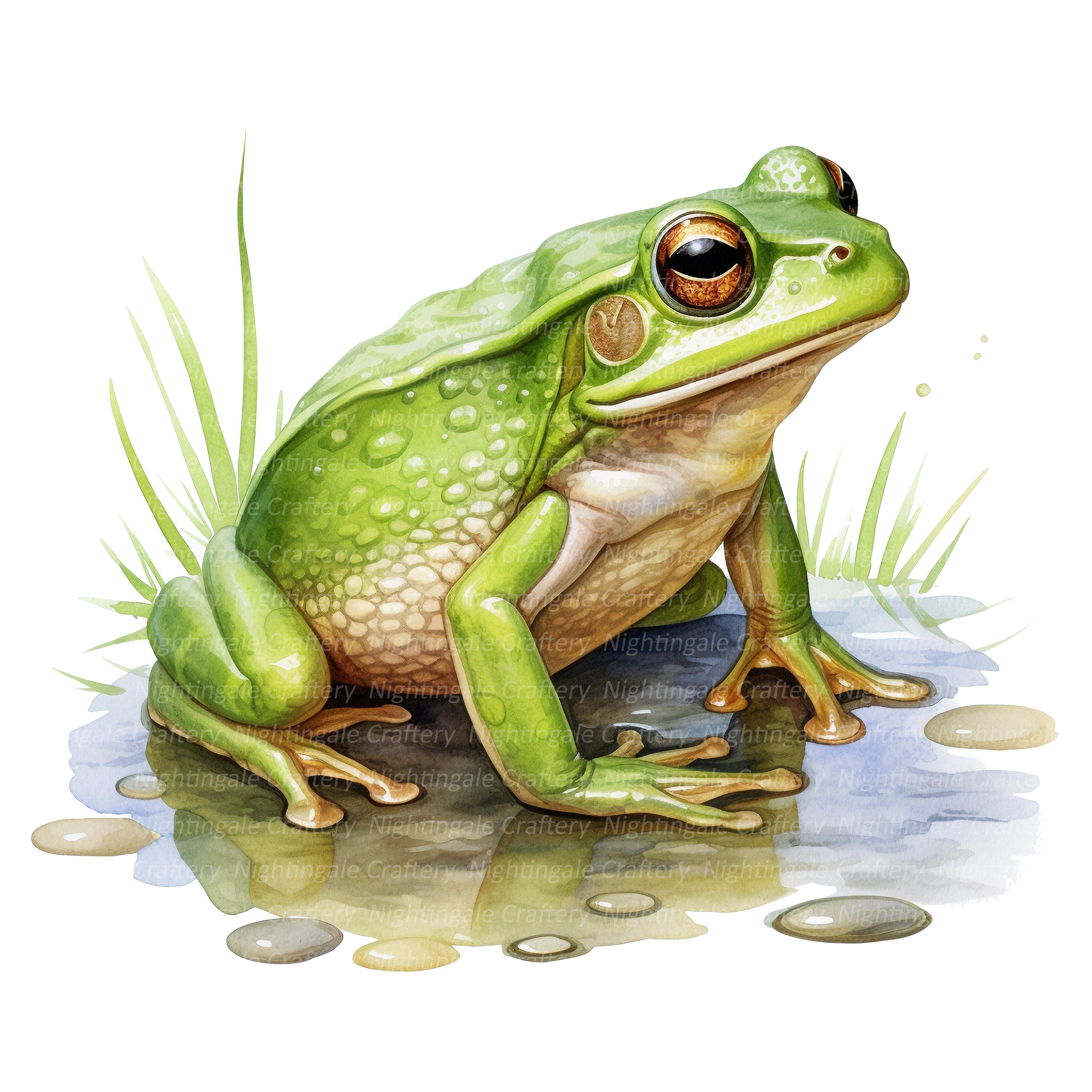 Realistic Tree Frog Drawings