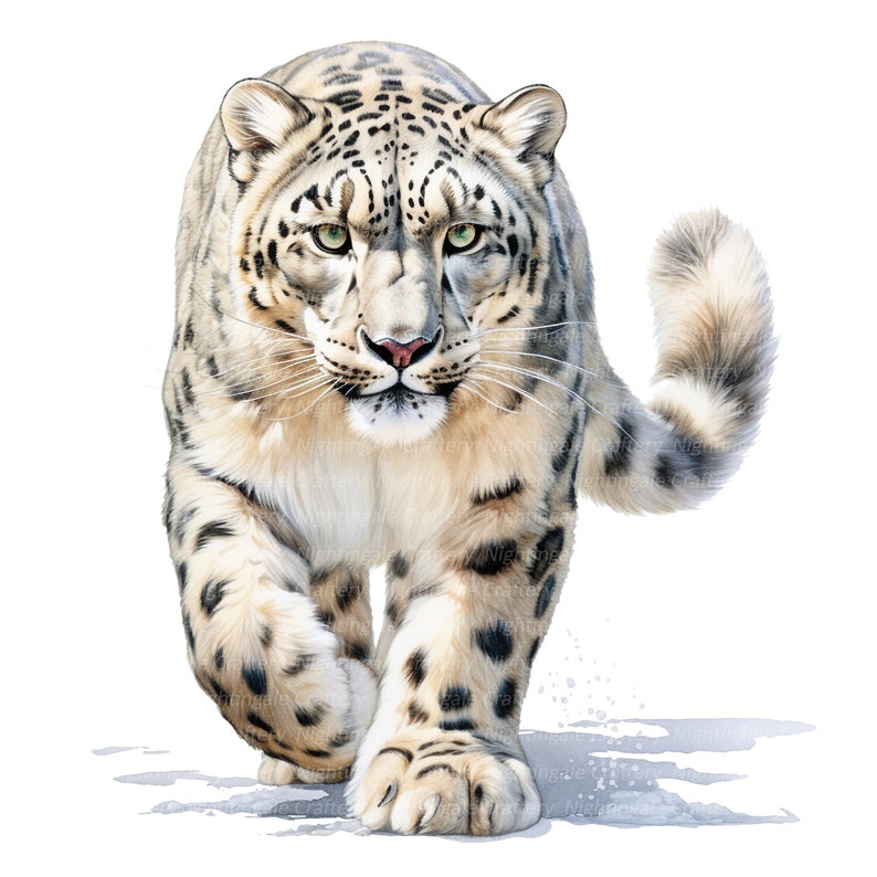 12 Snow Leopard Clipart Printable Watercolor Clipart 12 High - Etsy