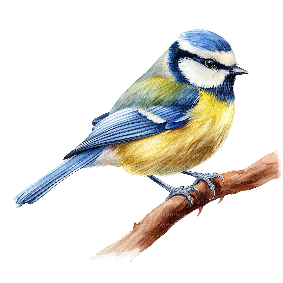 8 Blue Tit Bird Clipart, Eurasian Blue Tit, Printable Watercolor ...