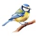 8 Blue Tit Bird Clipart, Eurasian Blue Tit, Printable Watercolor ...