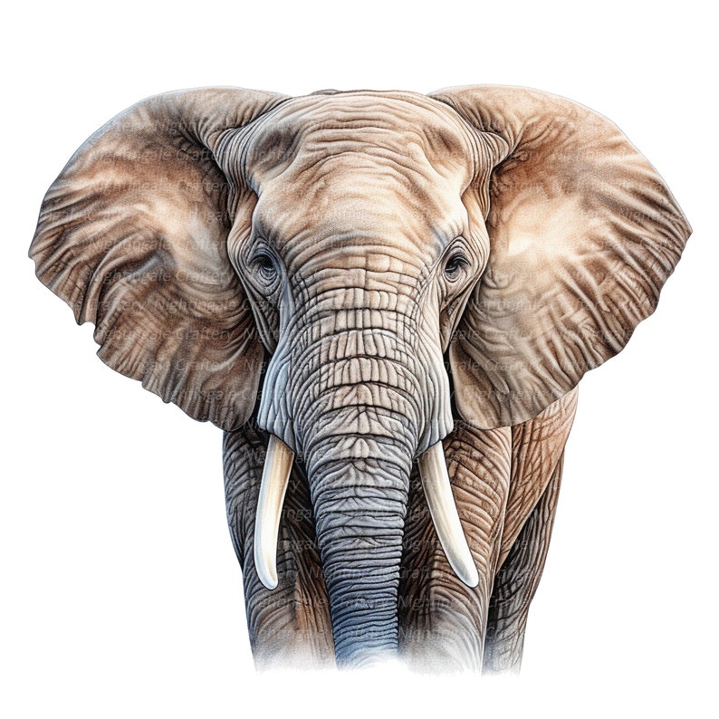 10 Elephant Clipart Watercolor Elephant Printable Watercolor - Etsy