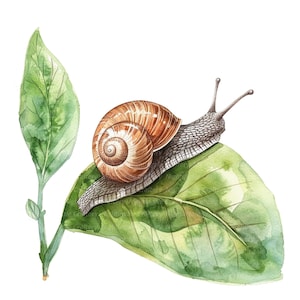 11 Snail Clipart, Snail Illustration, Printable Watercolor Clipart ...