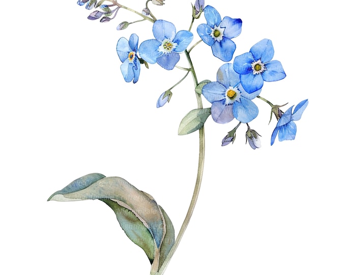 15 Forget Me Not on Log Clipart Bundle Watercolor Forget Me Not ...