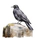 Common Raven Crow Clipart, Printable Watercolor Clipart, 12 High ...