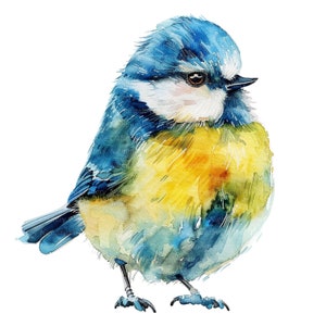 10 Blue Tit Bird Clipart Set 2, Eurasian Blue Tit, Printable Watercolor ...