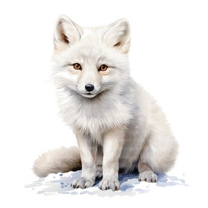 12 Arctic Fox Clipart, Printable Watercolor Clipart, High Quality Jpgs ...
