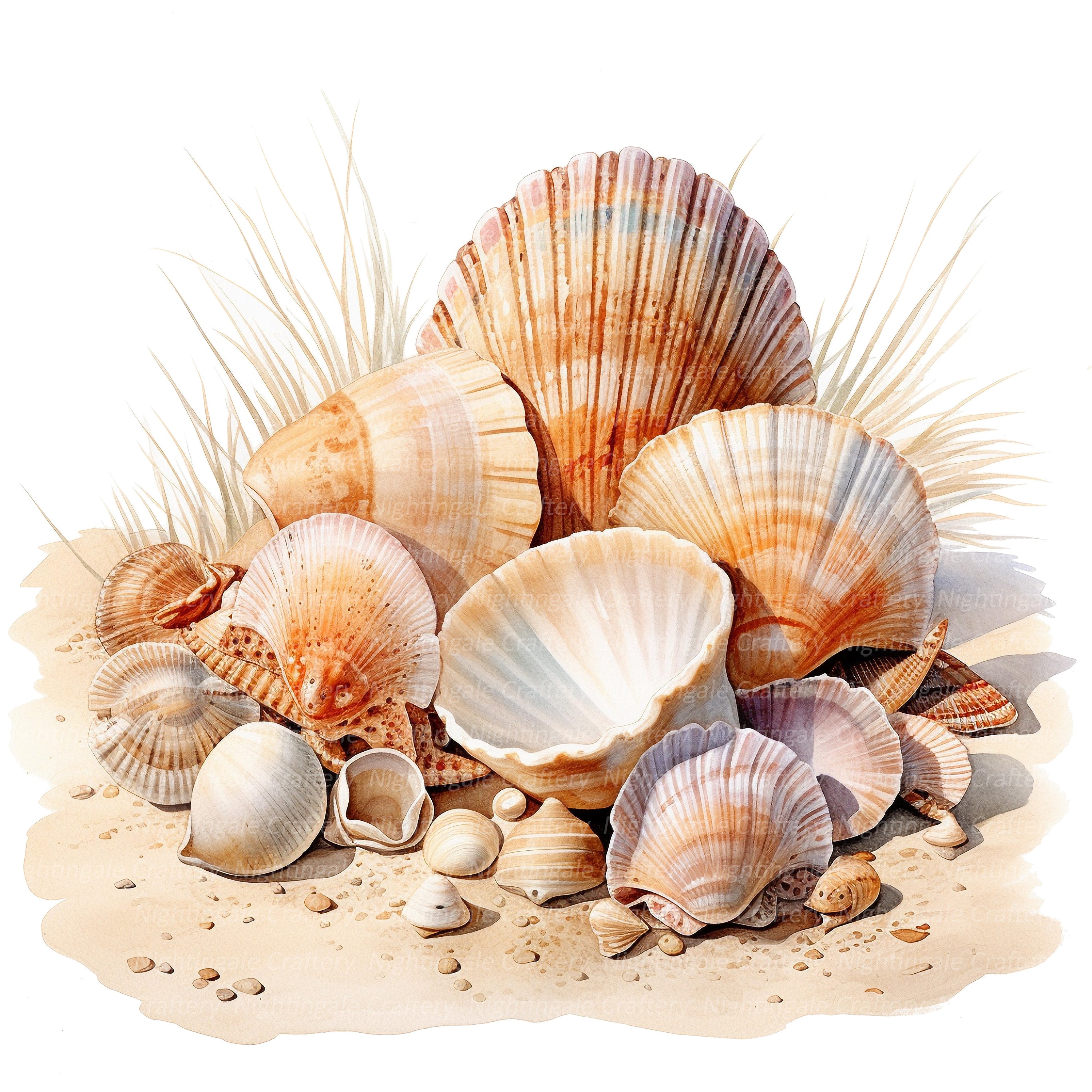 12 Muscheln Clipart, Muschel Clipart, druckbare Aquarell Clipart, PNG ...