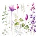 12 Botanical Plant Clipart, Wildflower Plants, Printable Watercolor ...