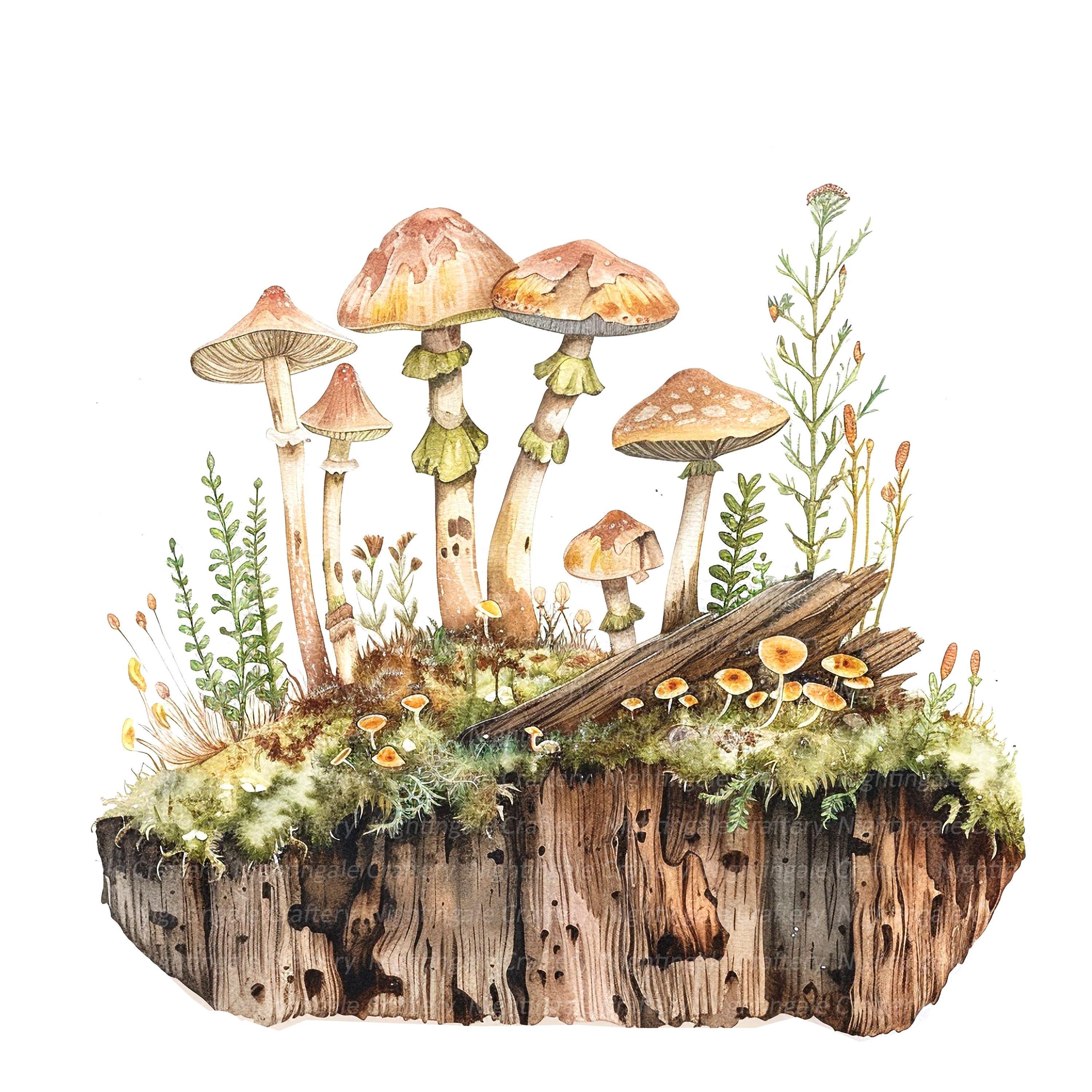 13 Forest Mushrooms Clipart, Botanical Clipart, Printable Watercolor ...