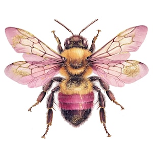 8 Pink Golden Bee Clipart, Adorable Bee Print, Printable Watercolor ...