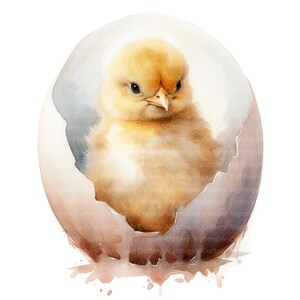 12 Chick Hatching Clipart, Egg Hatching, Printable Watercolor Clipart ...