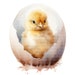 12 Chick Hatching Clipart, Egg Hatching, Printable Watercolor Clipart ...