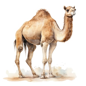 12 Camel Clipart, Watercolor Camel, Printable Watercolor Clipart, 14 ...