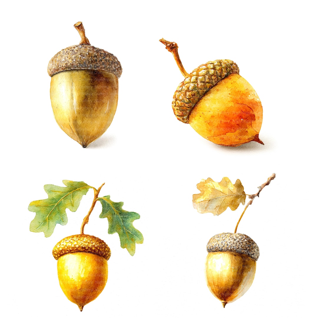 13 Golden Acorn Clipart, Autumn Clipart, Printable Watercolor Clipart ...