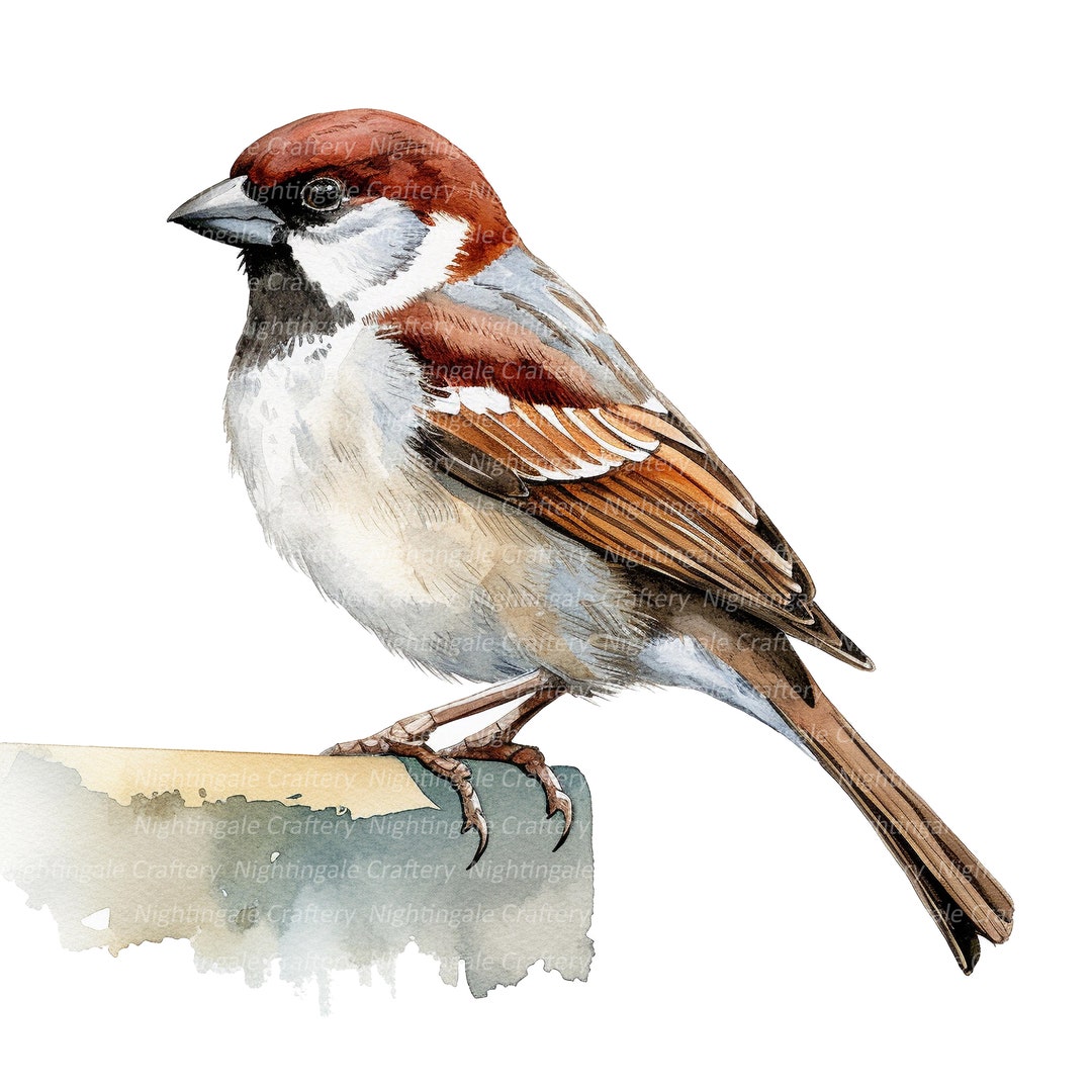 10 Sparrow Clipart, Sparrow Bird, Printable Watercolor Clipart, High ...