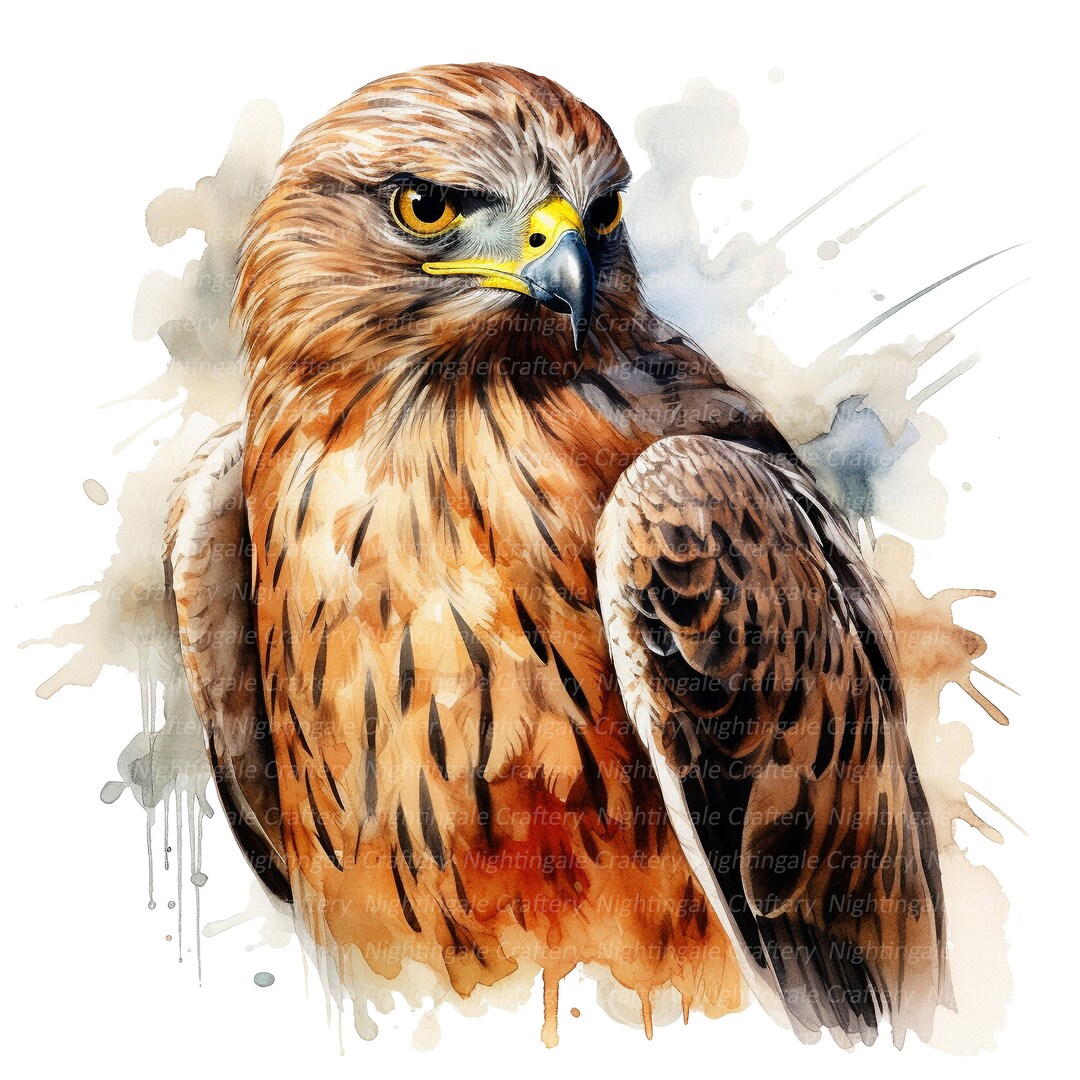 11 Hawk Clipart, Watercolor Hawk, Digital Clipart, Watercolor Clipart ...