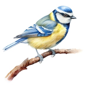 8 Blue Tit Bird Clipart, Eurasian Blue Tit, Printable Watercolor ...