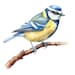 8 Blue Tit Bird Clipart, Eurasian Blue Tit, Printable Watercolor ...