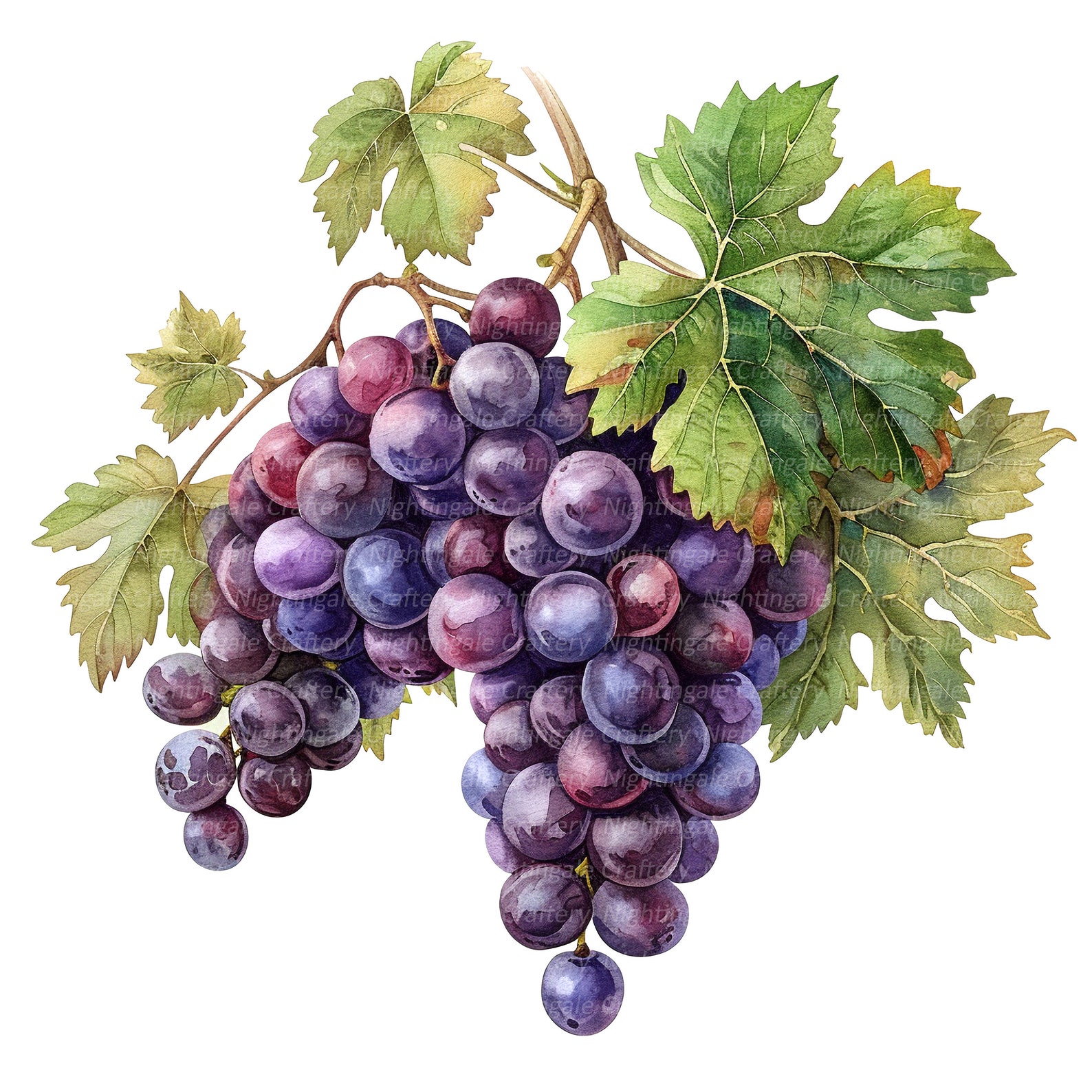 10 Bunch of Grapes Clipart, Bundle of Grapes, Printable Watercolor ...