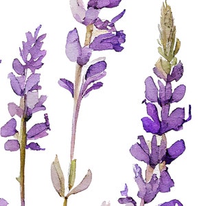 Lavender Printable, Lavender Digital Print, Lavender Watercolor ...