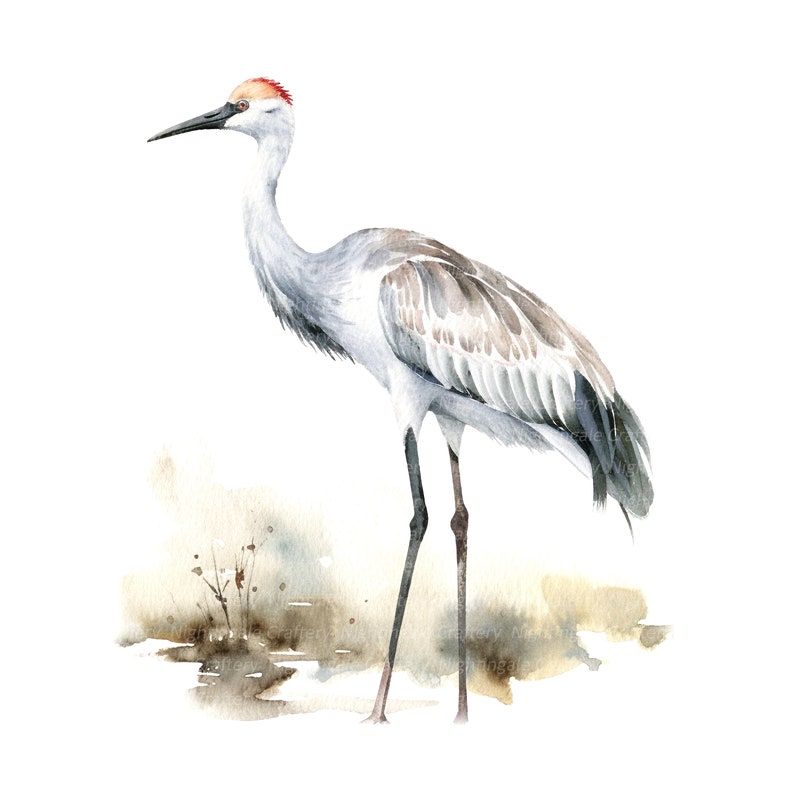 10 Kranich Vogel Clipart, Gruidae Clipart, druckbare Aquarell Clipart ...