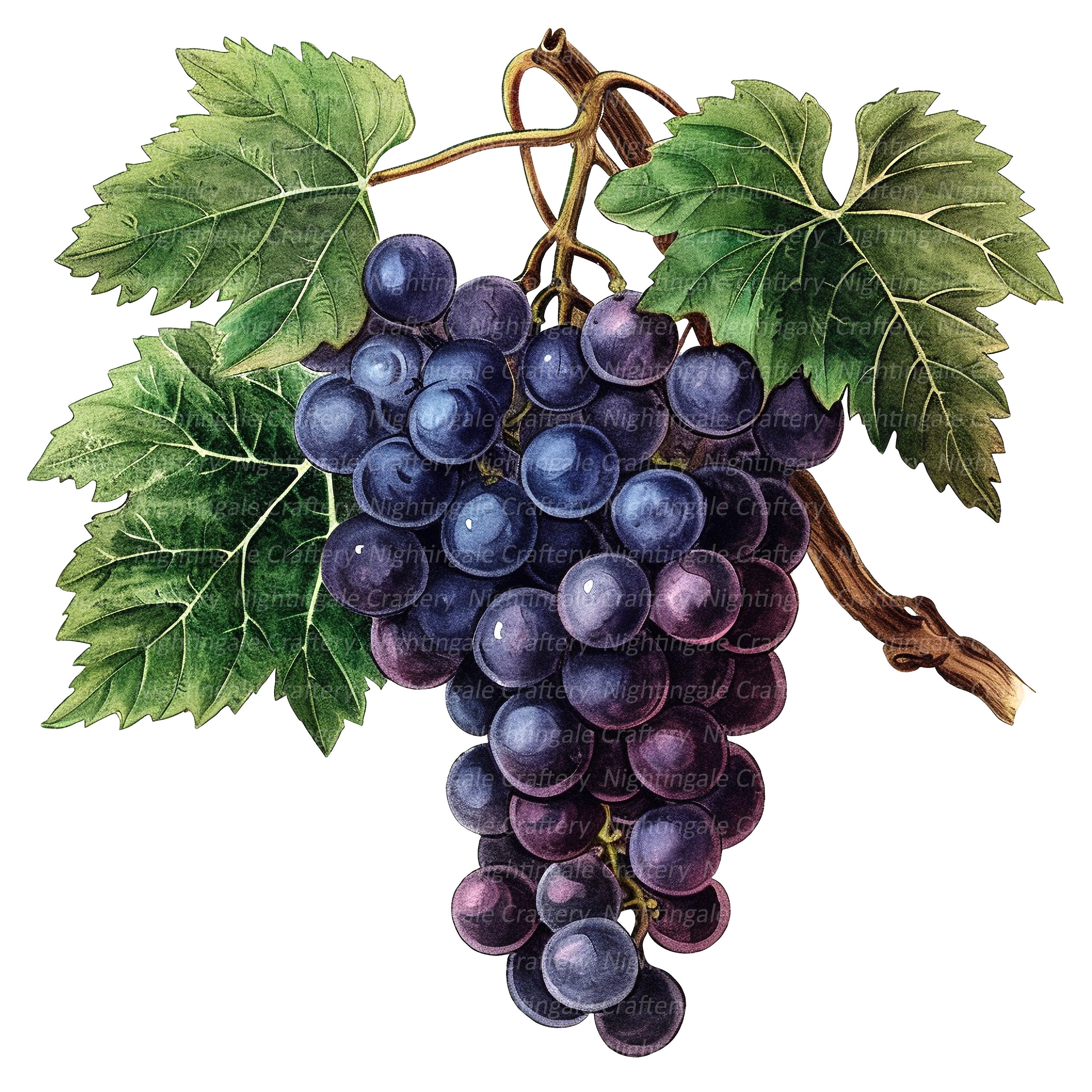 10 Bunch of Grapes Clipart, Bundle of Grapes, Printable Watercolor ...