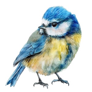 10 Blue Tit Bird Clipart Set 2, Eurasian Blue Tit, Printable Watercolor ...
